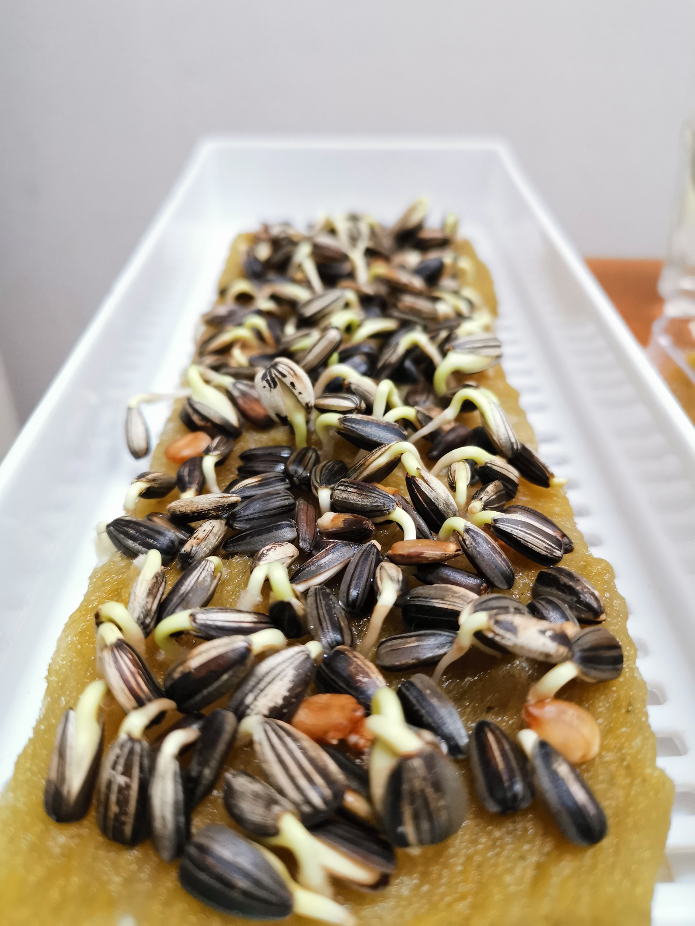 Manfaat Bunga Matahari (Microgreen Sunflower) | Herwin Lab